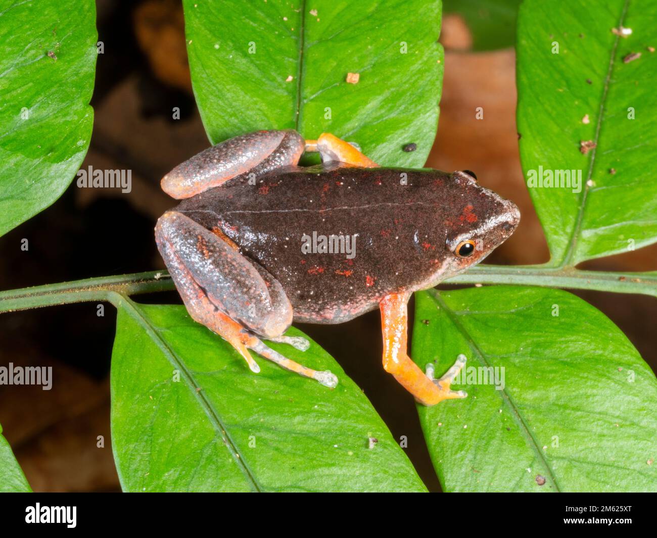Bassler's Humming Frog (Chiasmocleis bassleri) in the Ecuadorian Amazon ...