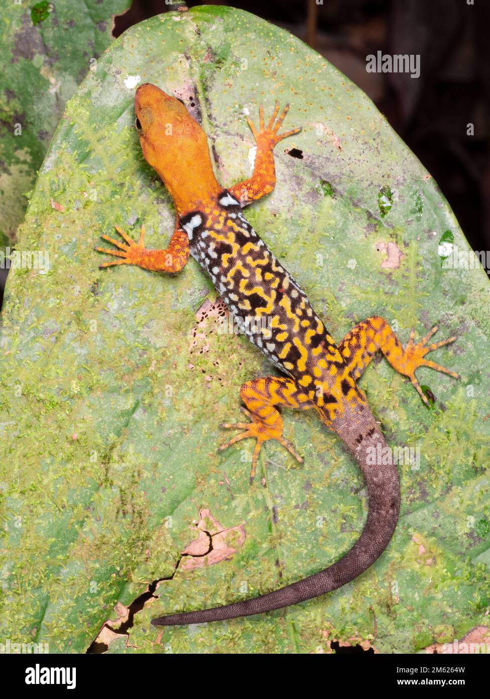 Collared Gecko (Gonatodes concinnatus) adult male in breeding ...