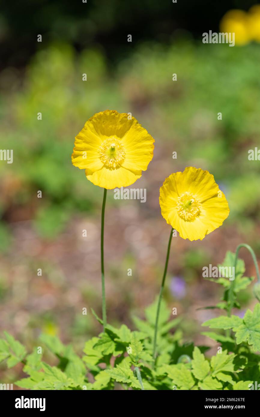 Close up of Welsh poppies (papaver cambricum) in bloom Stock Photo - Alamy