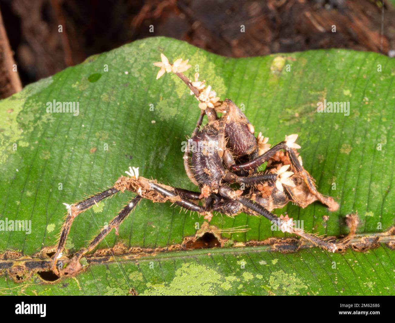 Cordyceps fungus growing on a Bullet Ant (Paraponera clavata), on a ...