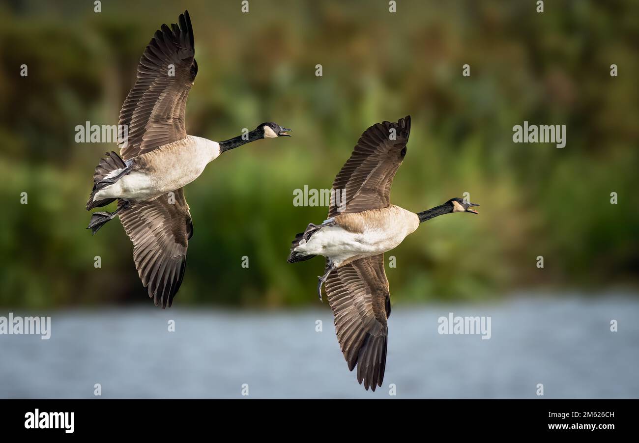 Two adorable Canadian geese flying against a blurred background in ...