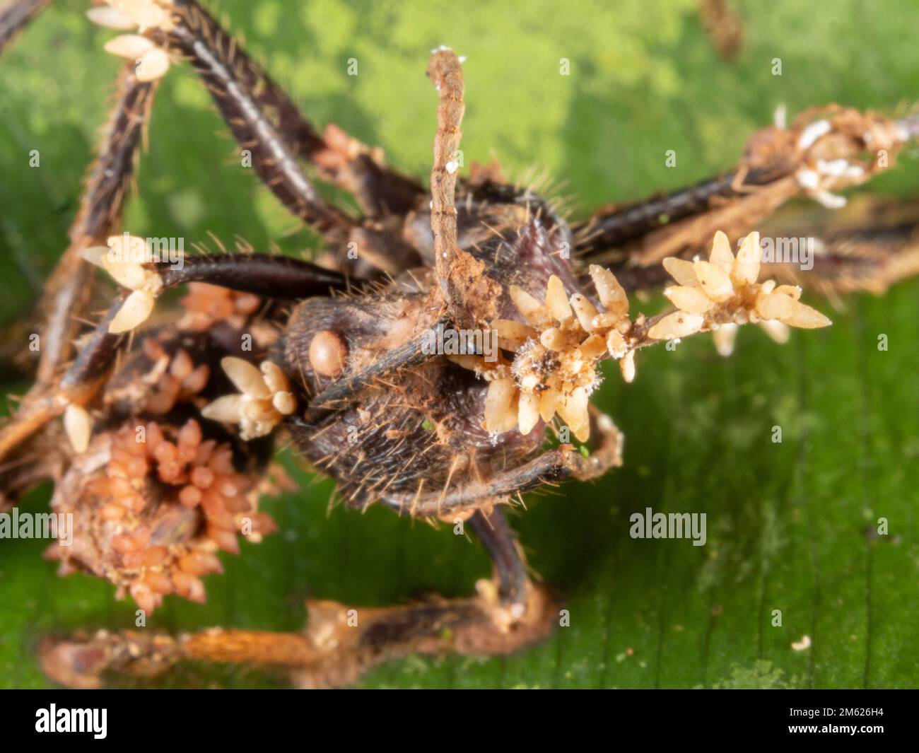 Cordyceps fungus growing on a Bullet Ant (Paraponera clavata), on a ...