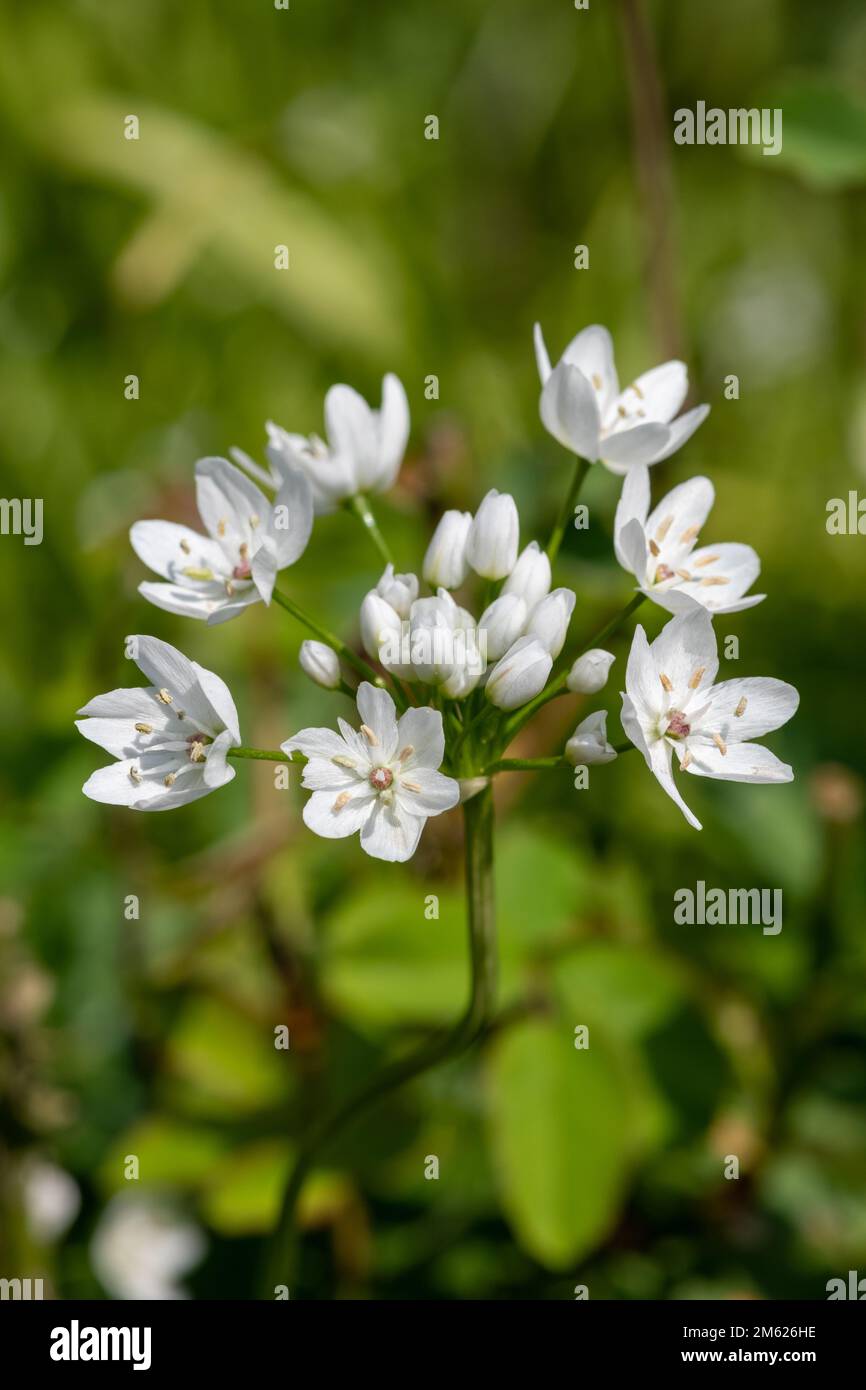 False garlic flowers hi-res stock photography and images - Alamy