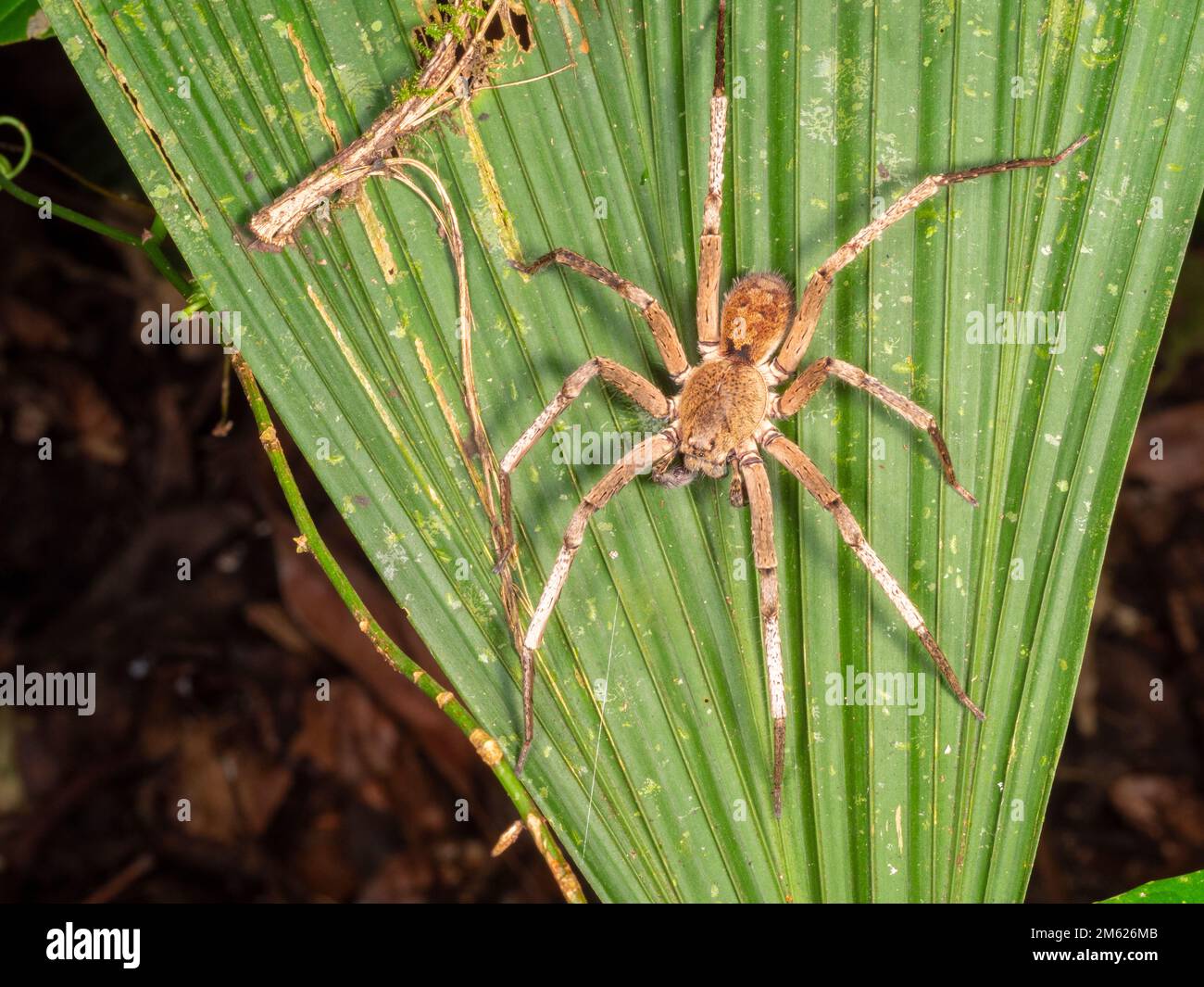 Brazilian Wandering Spider (Phoneutria fera) in the rainforest ...