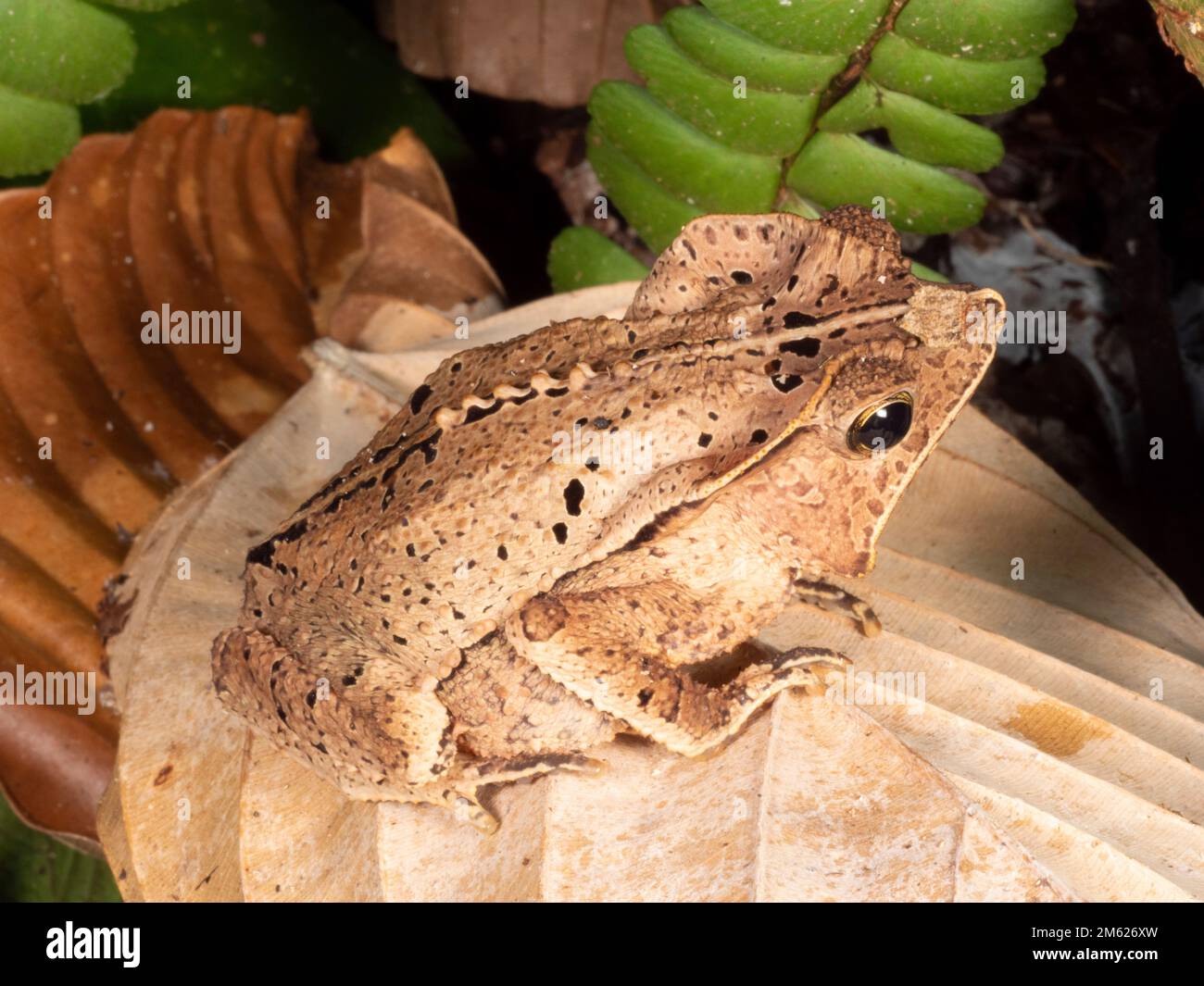 Crested Forest Toad (Rhinella dapsilis) in the rainforest, Orellana ...