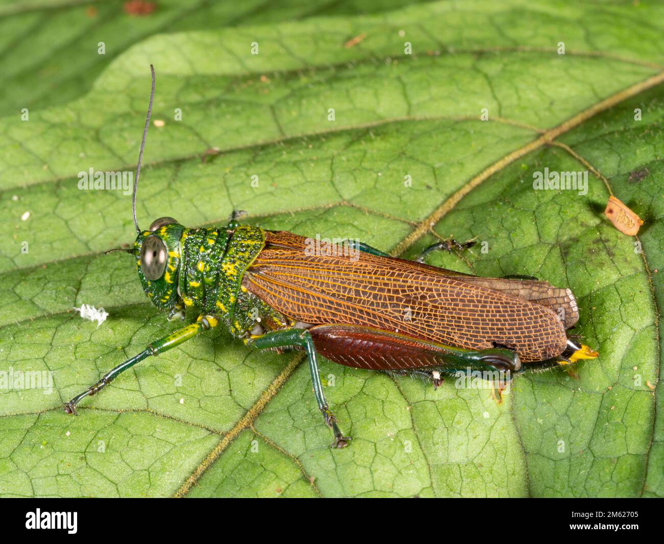 Rainforest grasshopper (Coscineuta pulchriceps), Orellana province ...