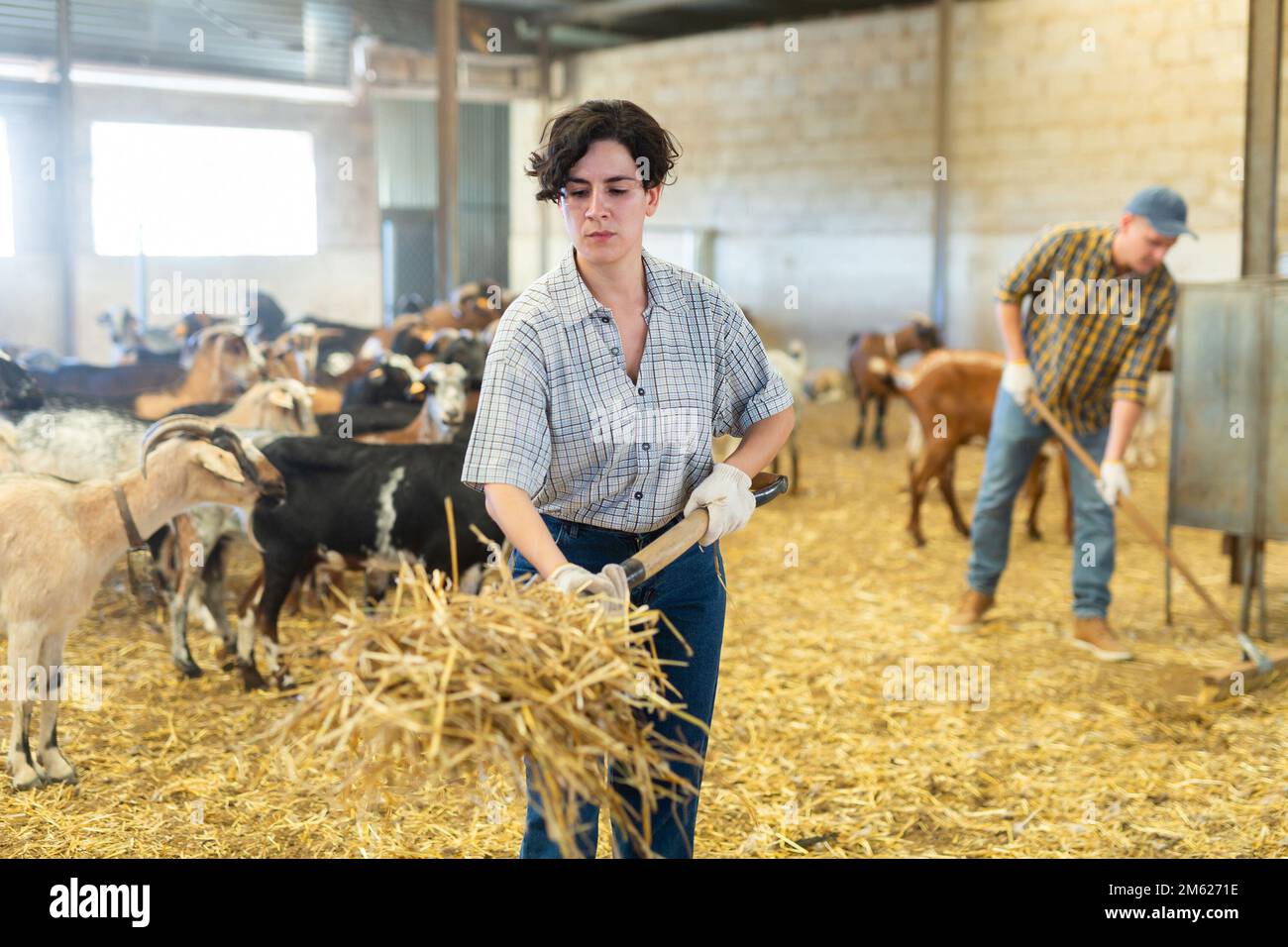 Female farmer picking up hay with pitchfork to feed the goats at family ...