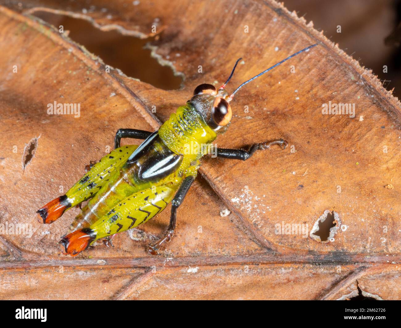 Rainforest grasshopper (Helolampris coloniana, Acrididae) In the ...