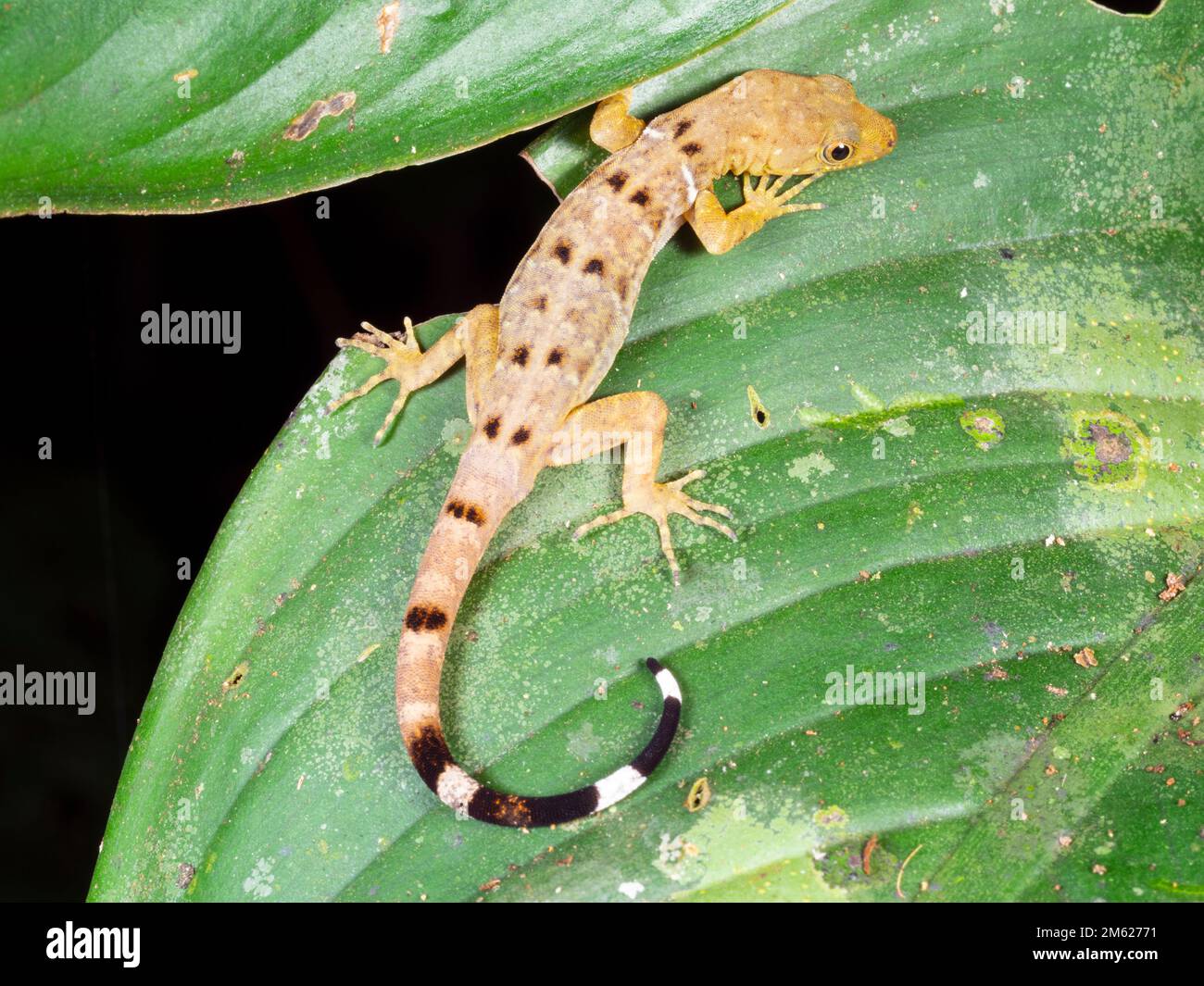 Collared Gecko (Gonatodes concinnatus) adult female, unlike the male ...