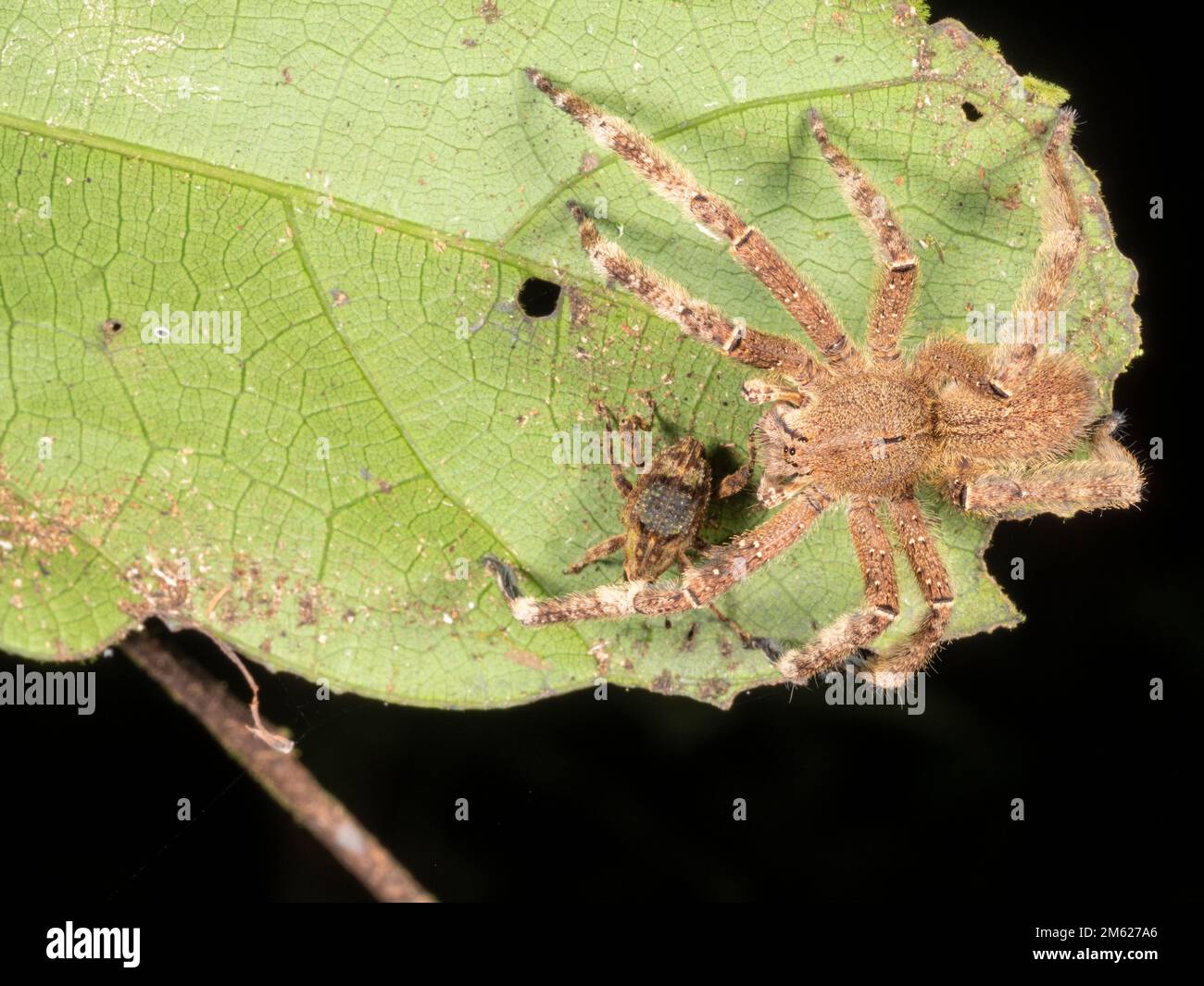 Brazilian Wandering Spider (Phoneutria fera) preparing to catch a ...