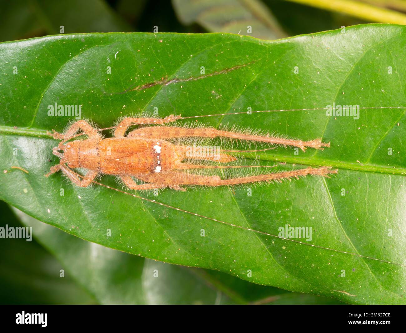 Unusual bush cricket (Tettigoniidae) camouflaged on a leaf in the ...