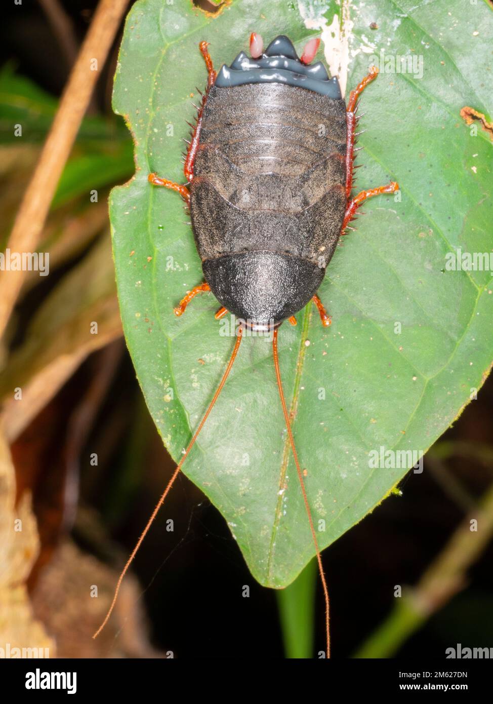 Cockroach nymph, Megaloblatta sp. in the rainforest understory ...