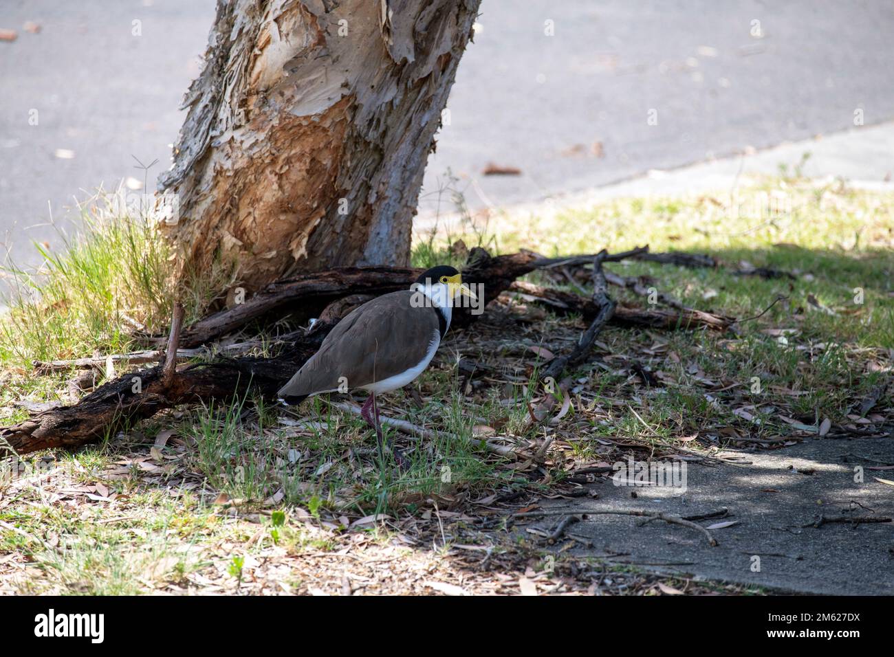 Australian Masked Lapwings (Vanellus miles) standing under a tree in ...