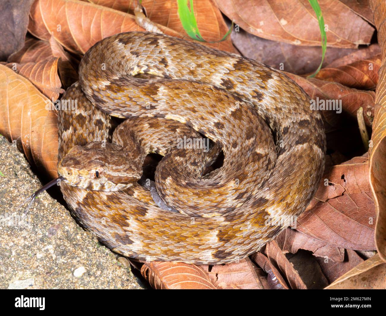 A venomous Fer de Lance (Bothrops atrox) viper on the rainforest floor ...