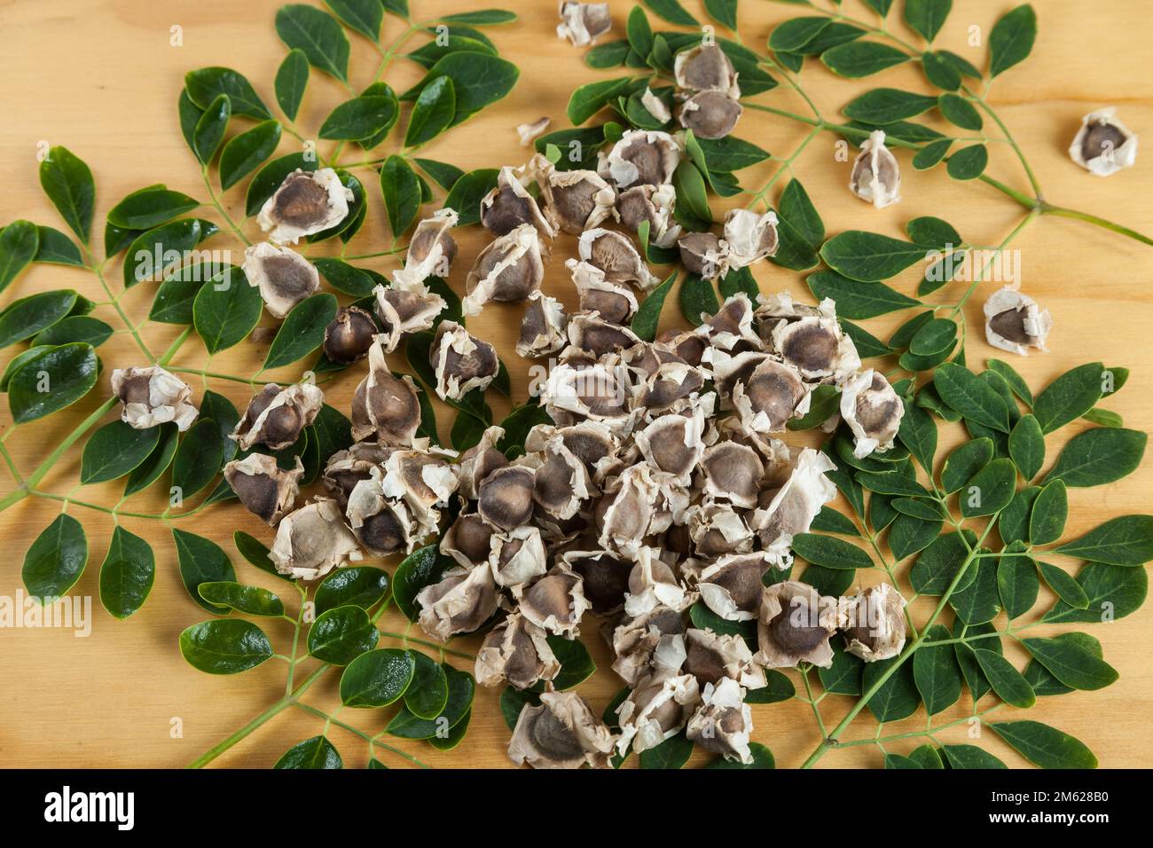 Organic moringa seeds - Moringa oleifera Stock Photo - Alamy