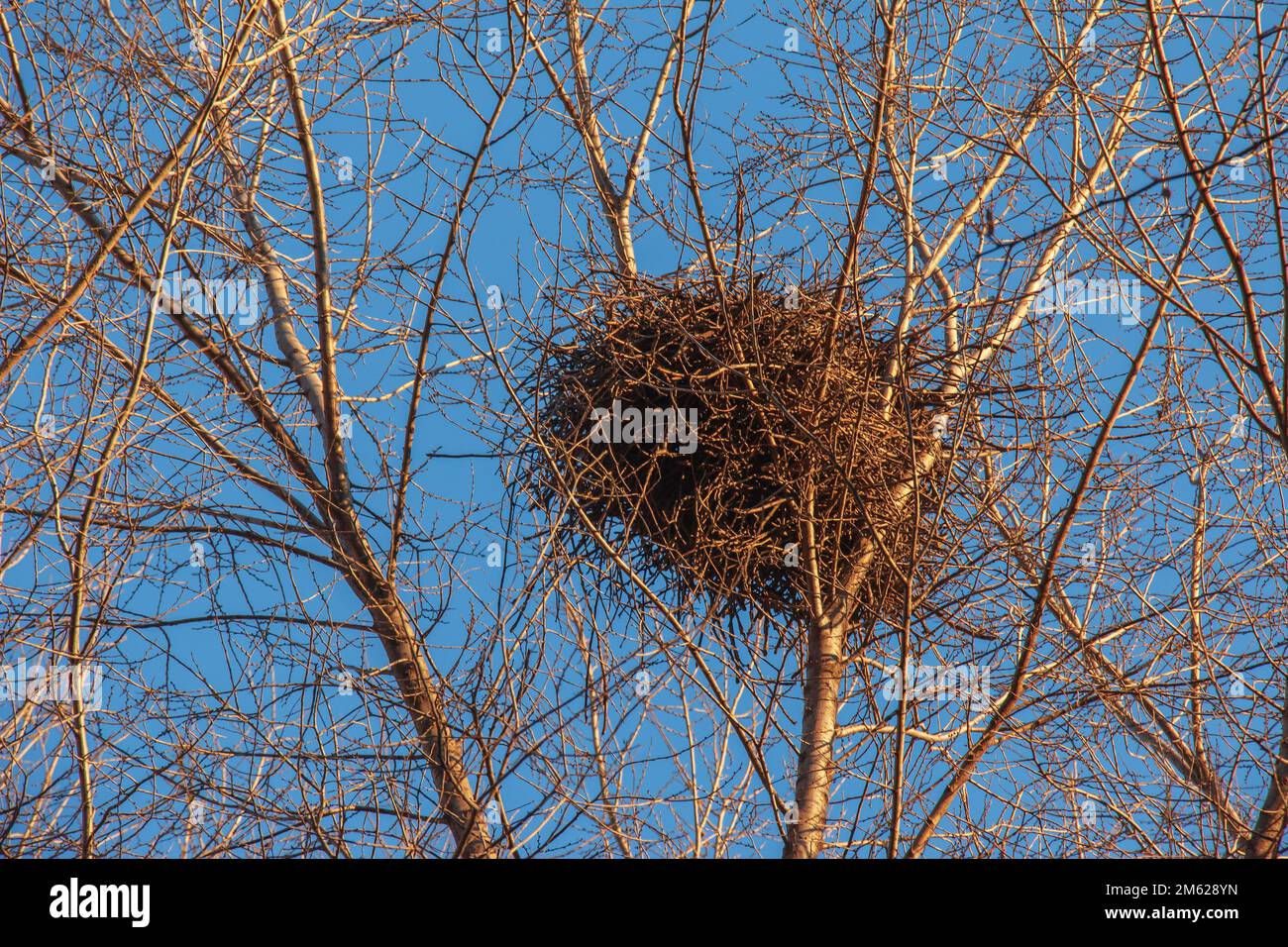 Nest in crook of tree hi-res stock photography and images - Alamy