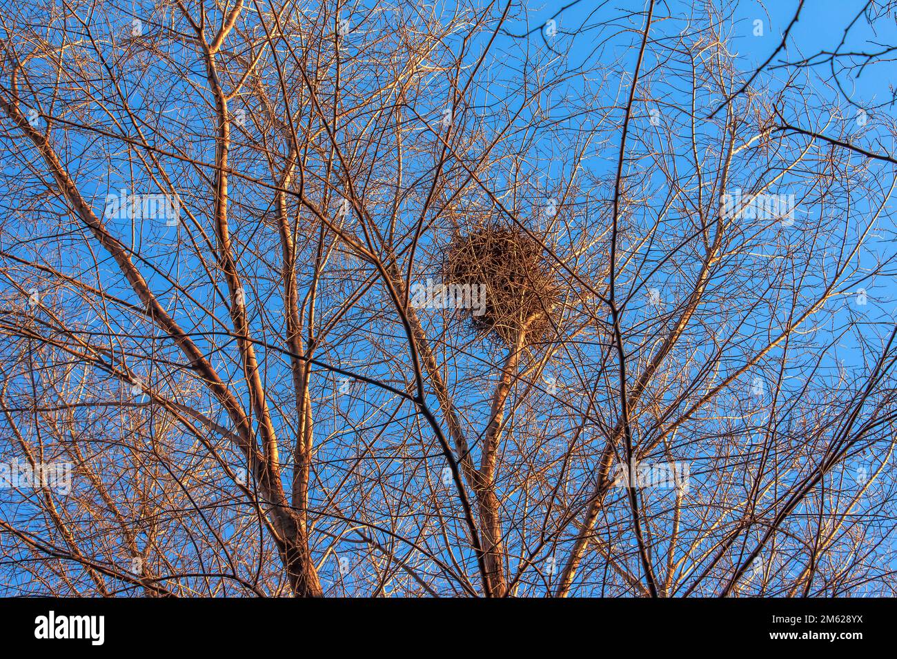 Crook of tree hi-res stock photography and images - Alamy