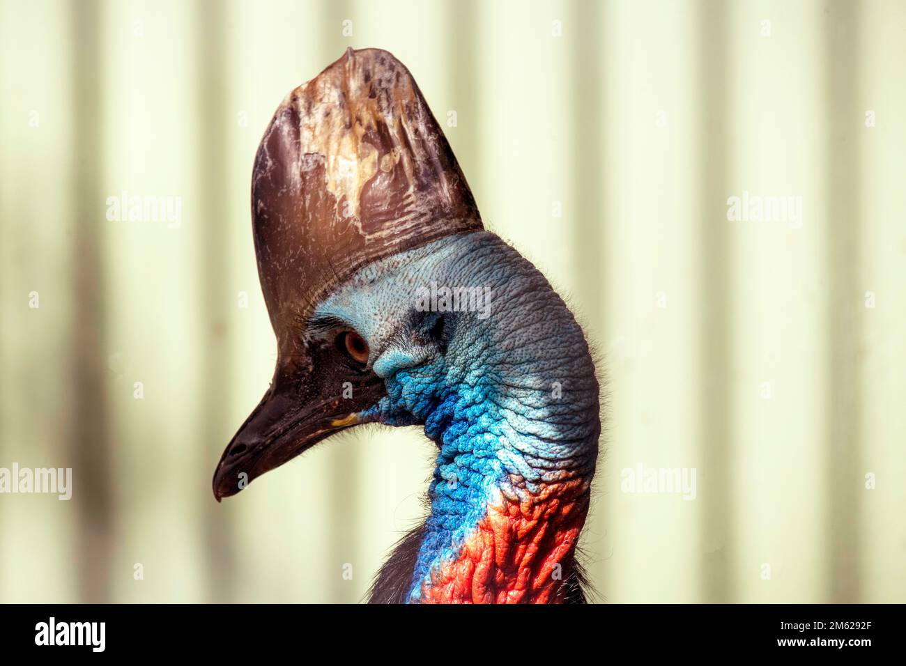 Southern Cassowary (Casuarius casuarius) at a Wildlife Park in Sydney ...
