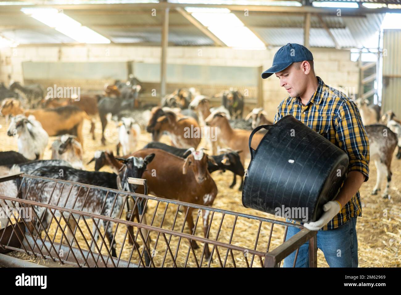 Positive young male farmer with bucket in hands pouring oats, hay for ...
