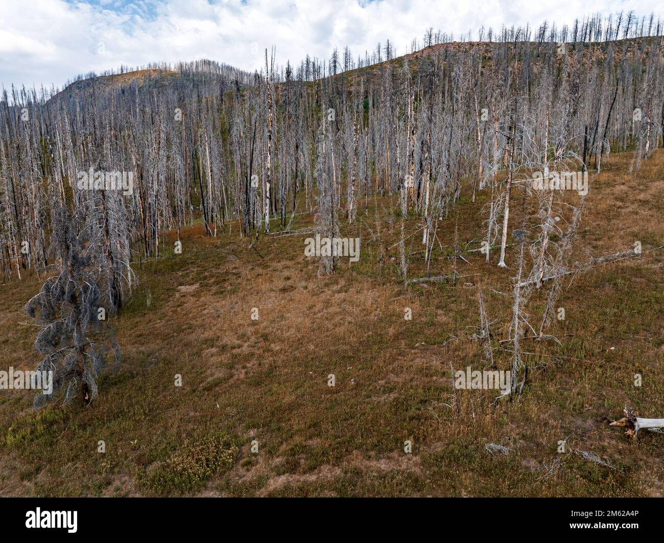 Yellowstone National Park dead trees inside geysers Stock Photo - Alamy