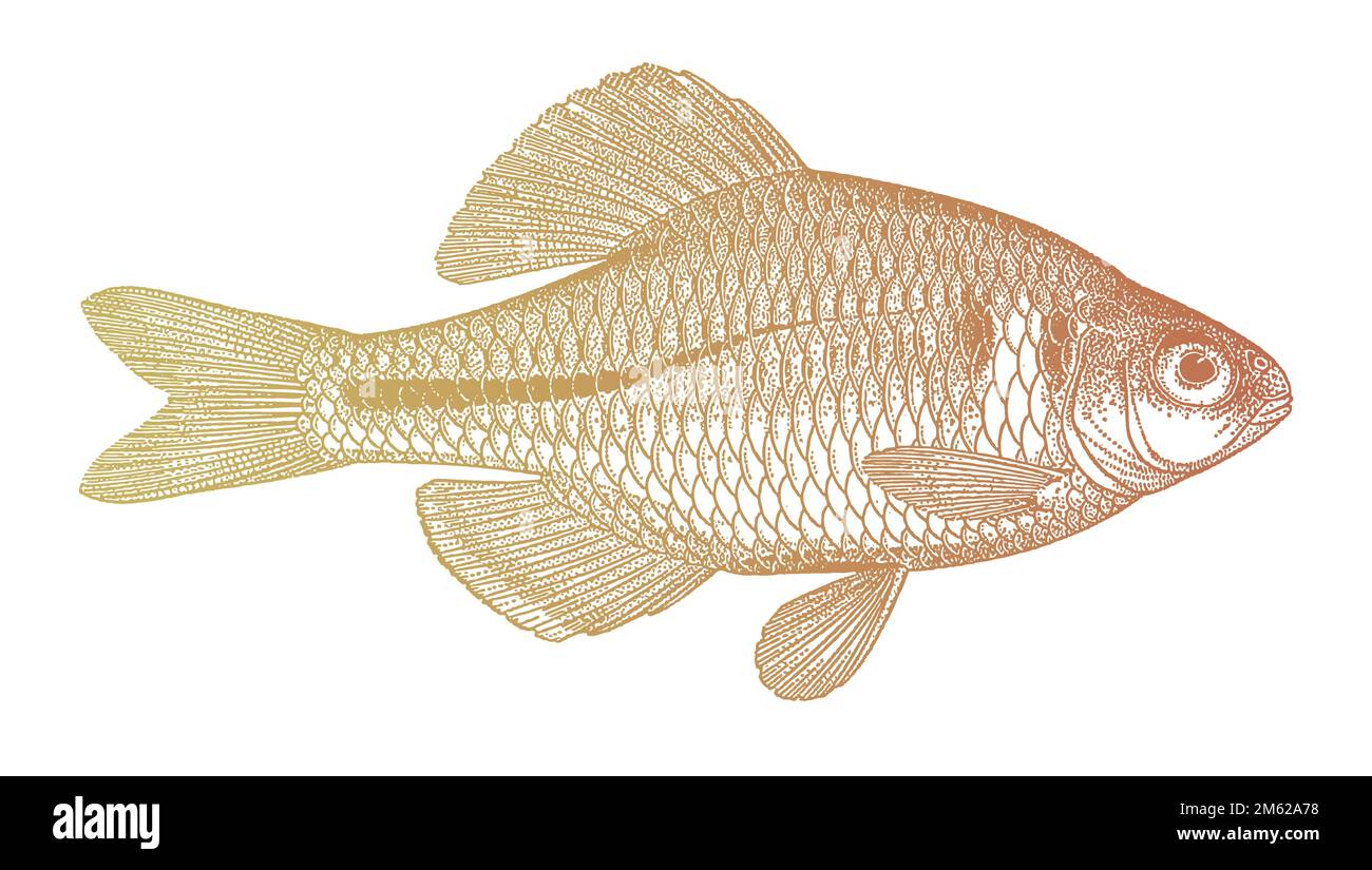 Kyushu bitterling hi-res stock photography and images - Alamy