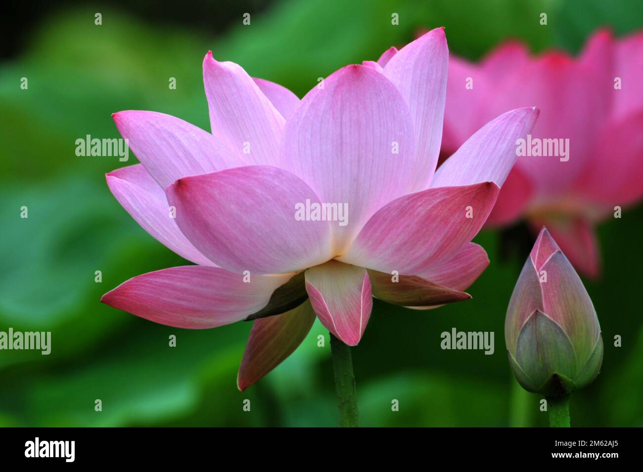Blossoming lotus flowers Stock Photo - Alamy