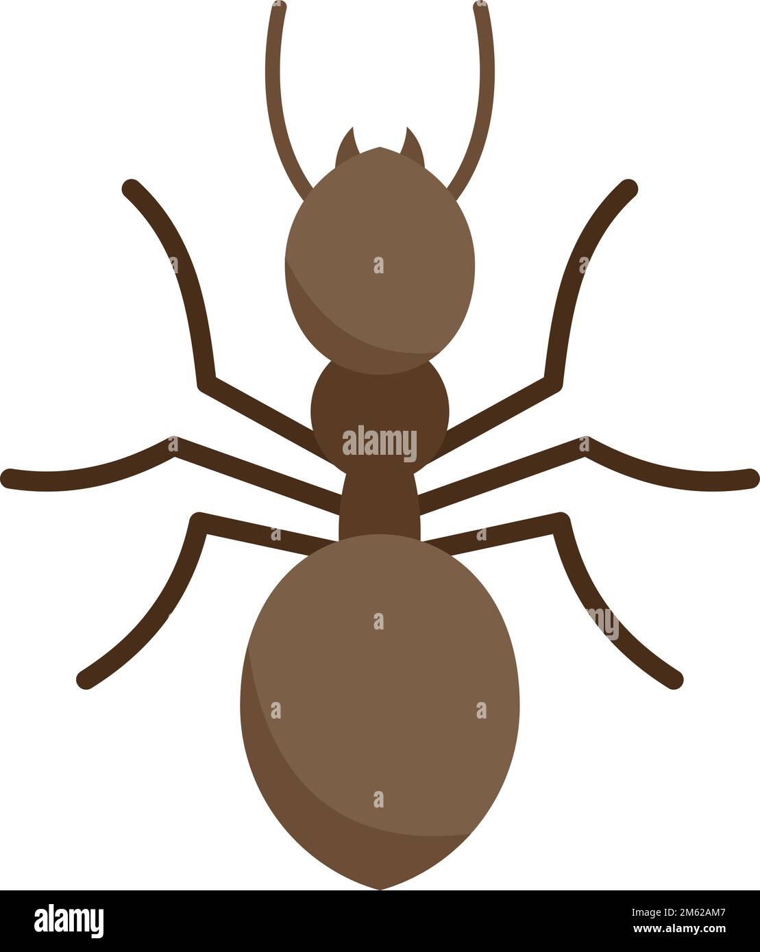 Flat head ant hi-res stock photography and images - Alamy