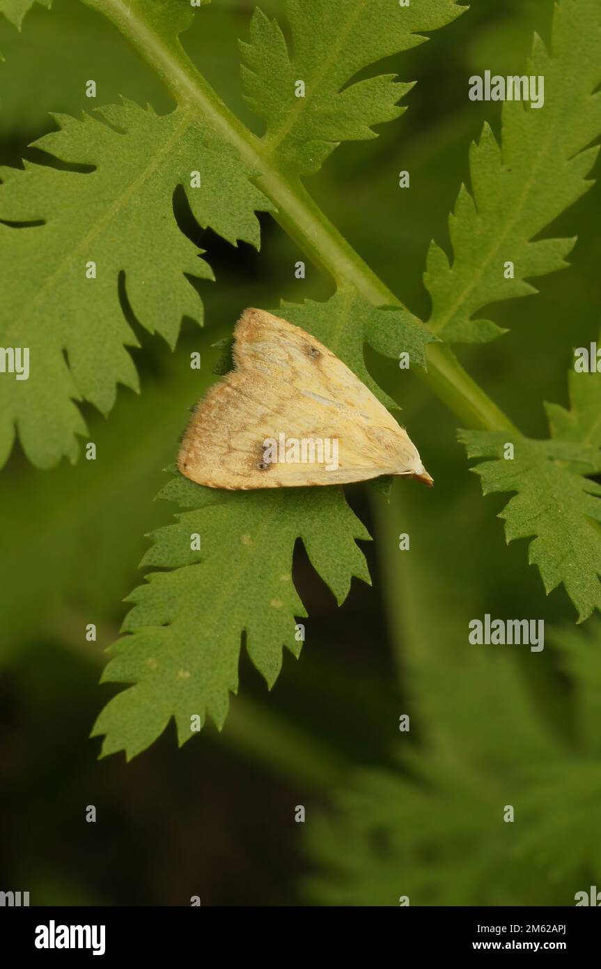 Natural closeup on a straw dot moth, Rivula sericealis , sittting in ...