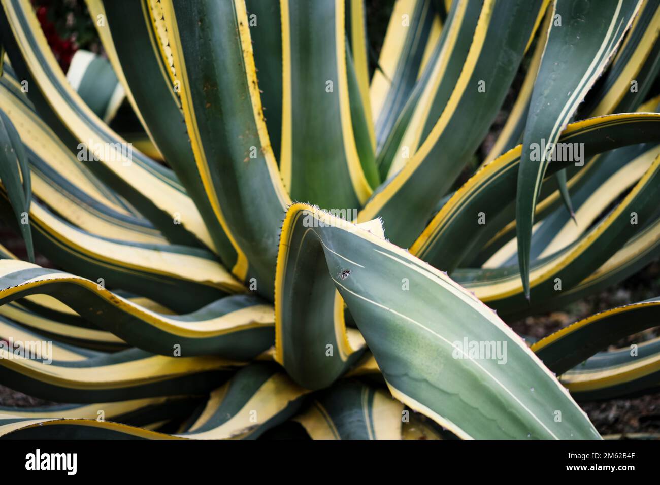Sharp edges plant hi-res stock photography and images - Alamy