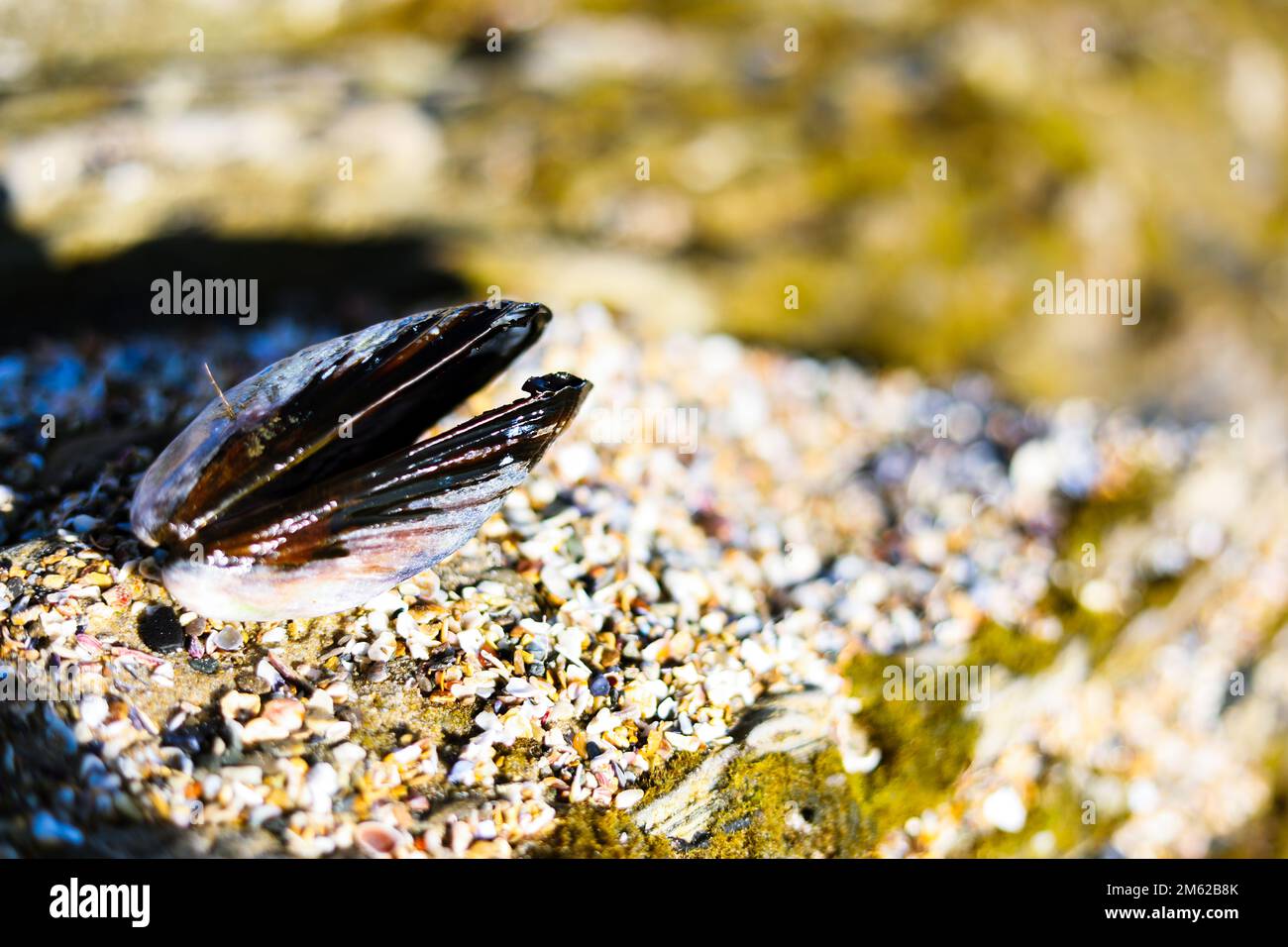 Mussel on Coral and Rock, Newport Beach, Southern California Stock ...