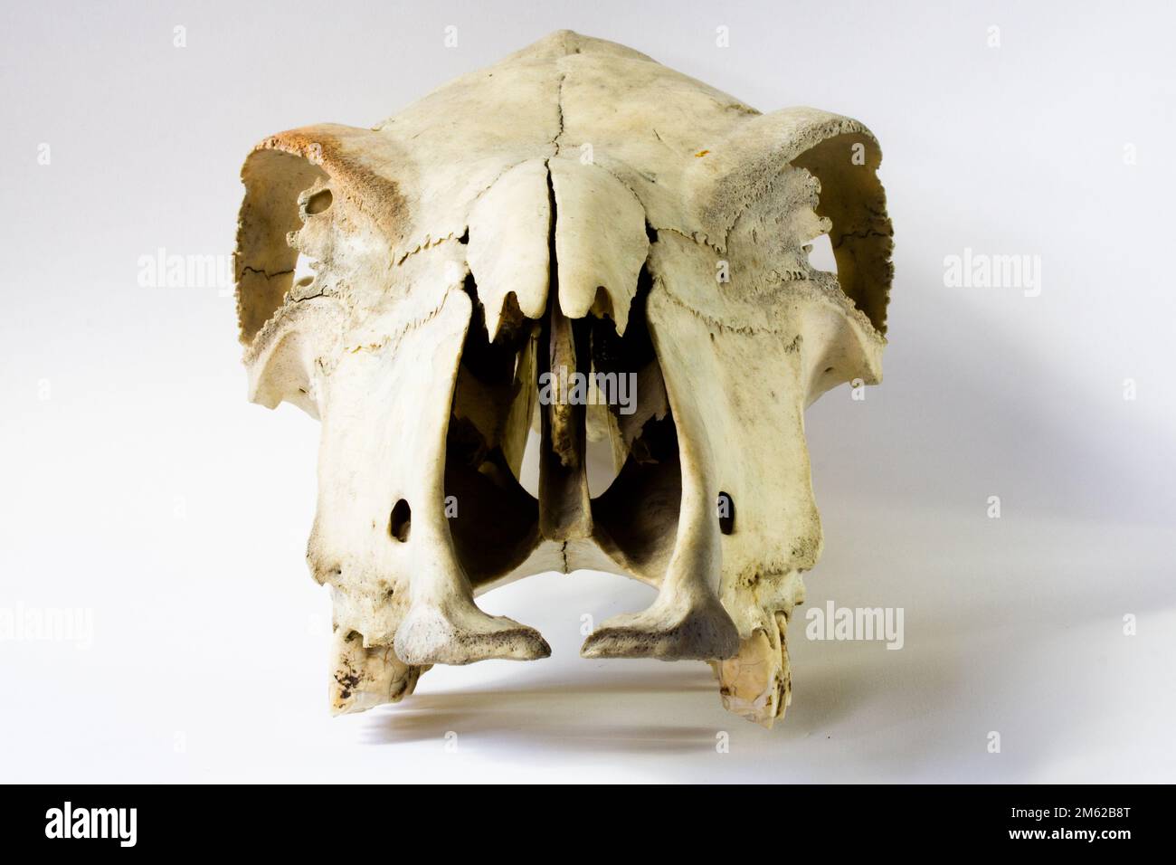 Cluse up of horses skull Stock Photo - Alamy