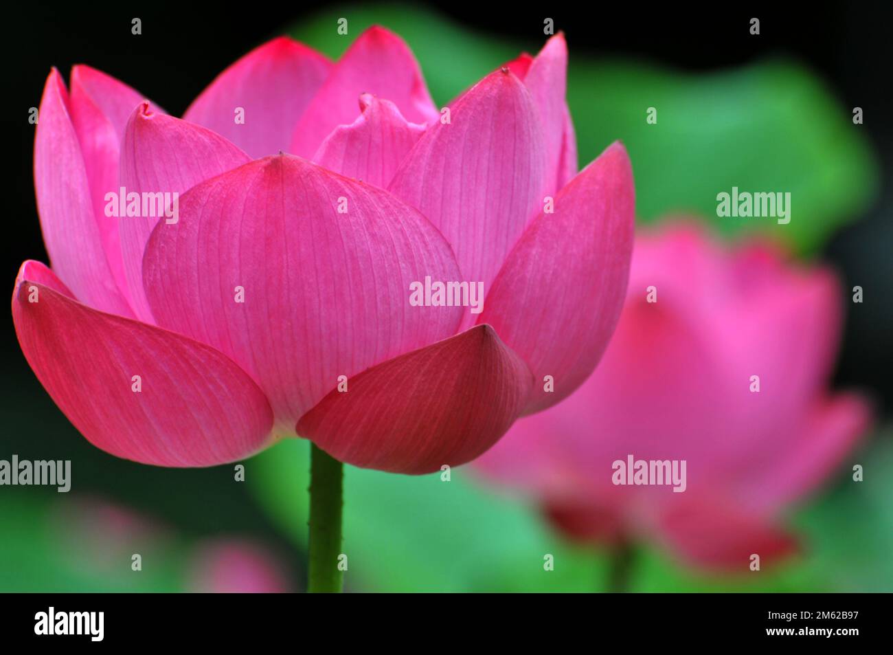 Blossoming lotus flowers Stock Photo - Alamy