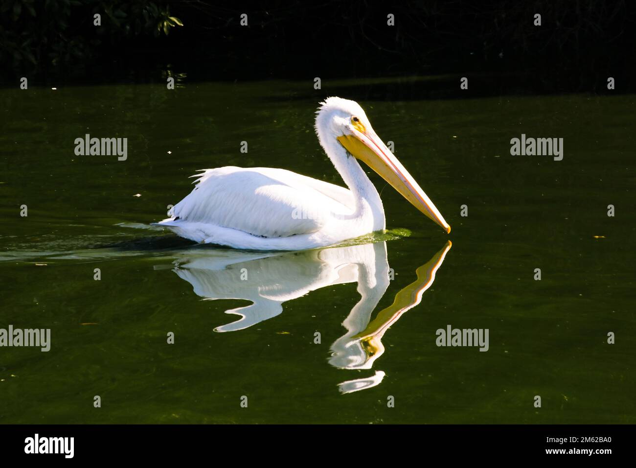 Sharp park beach in hi-res stock photography and images - Alamy