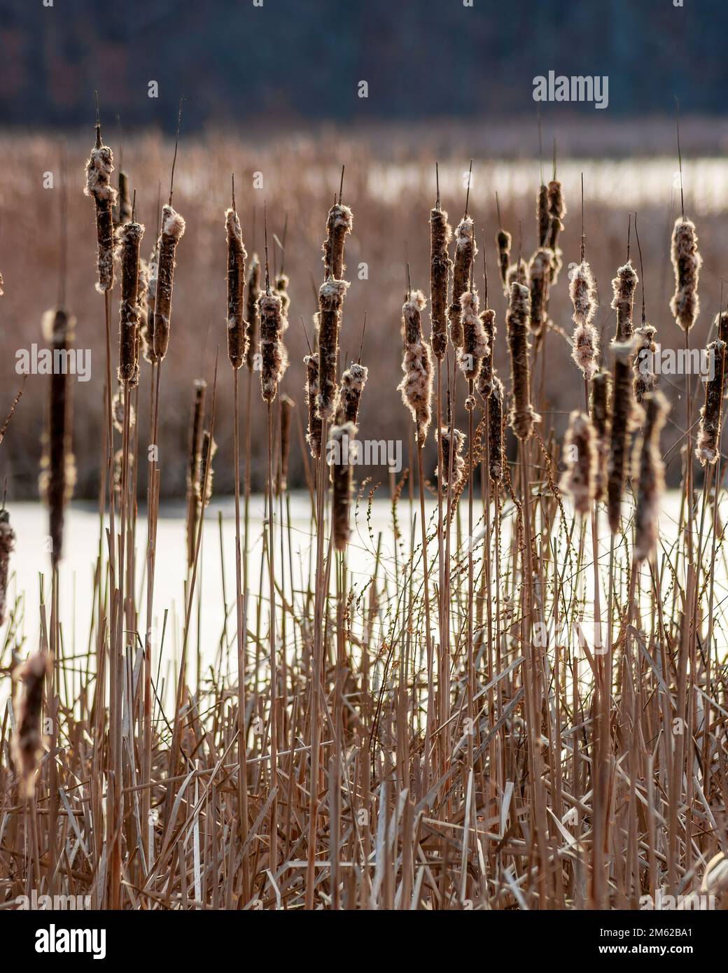 Reed fluff seeds hi-res stock photography and images - Alamy