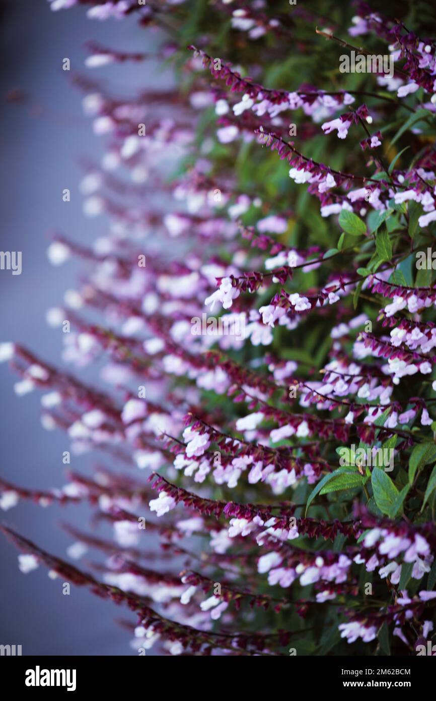Beautiful beach with colorful flowers hi-res stock photography and ...