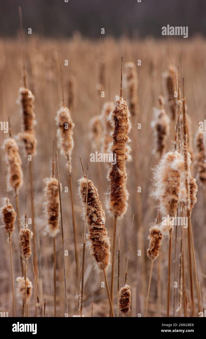 Seeds dispersion hi-res stock photography and images - Alamy