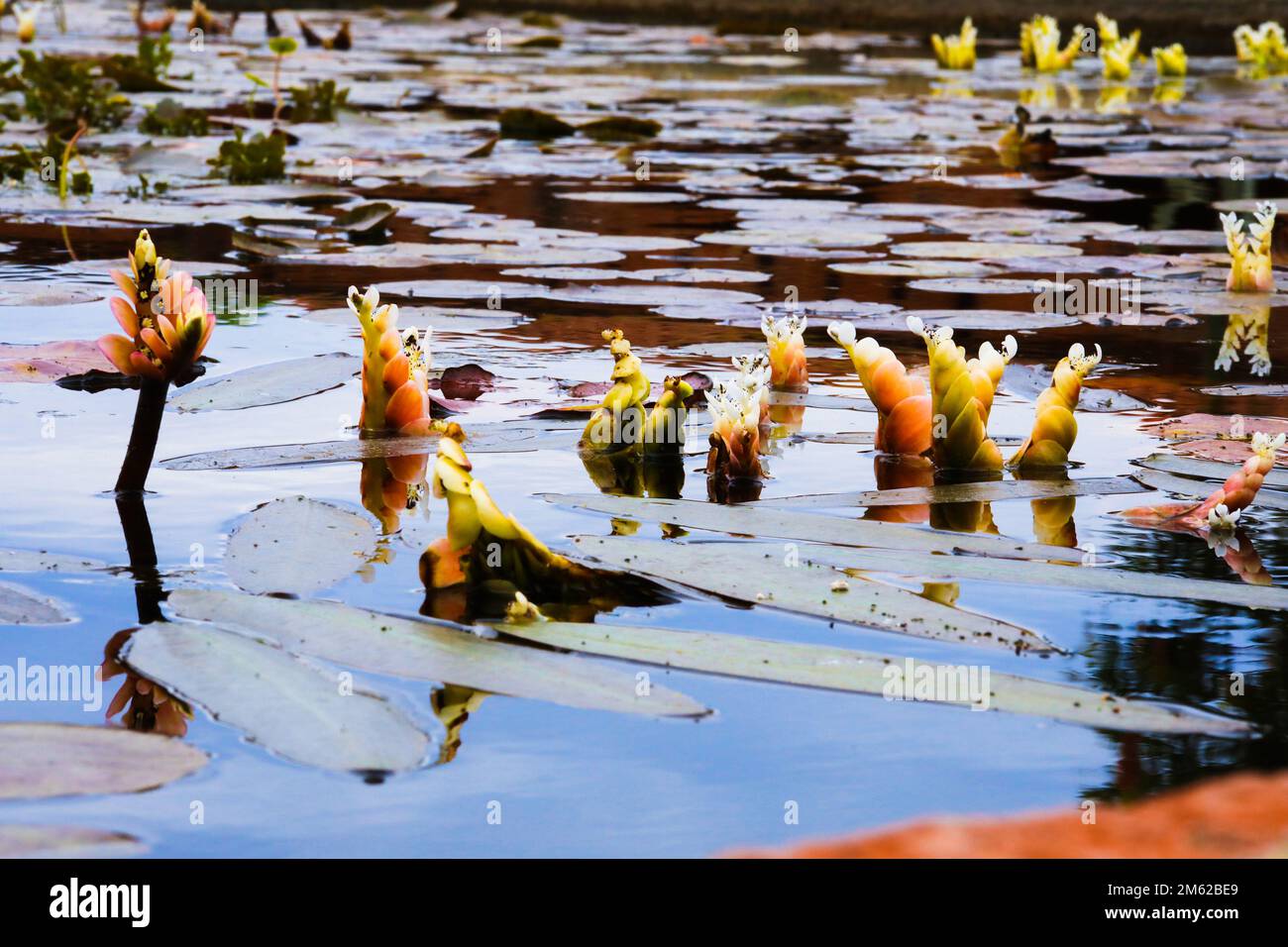 Lilly Pads in Fountain, Mission San Juan Capistrano, Southern ...