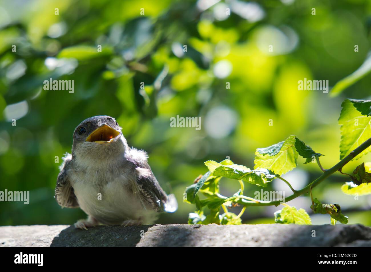 A closeup shot of a cute baby bird with an open beak perched on a stone ...