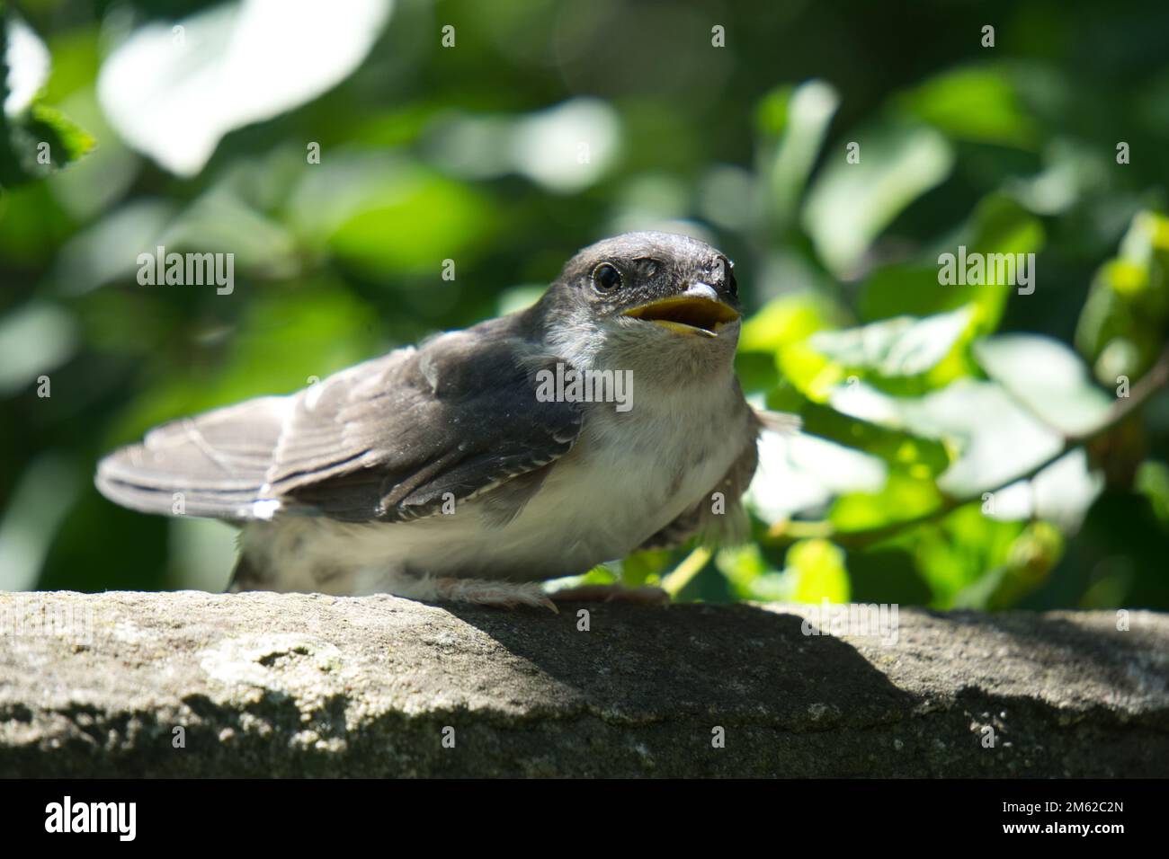 A closeup shot of a cute baby bird with an open beak perched on a stone ...