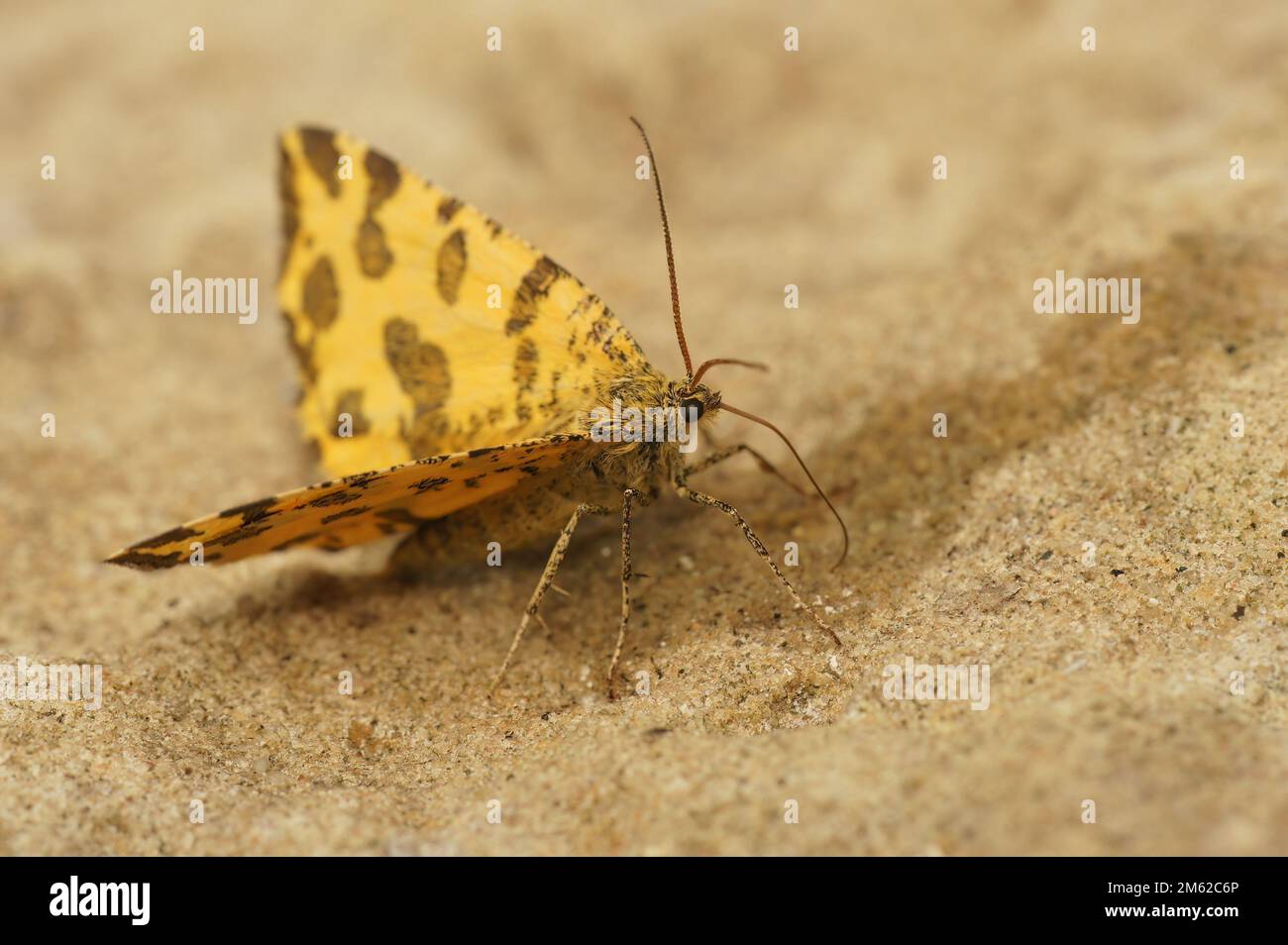 Detailed closeup on the colorfoul orange spotted speckled yellow ...