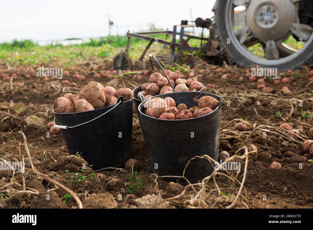 Potato harvesting harvester on farming hi-res stock photography and ...