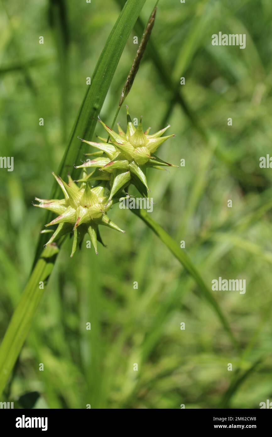 Pistillate spikelets hi-res stock photography and images - Alamy
