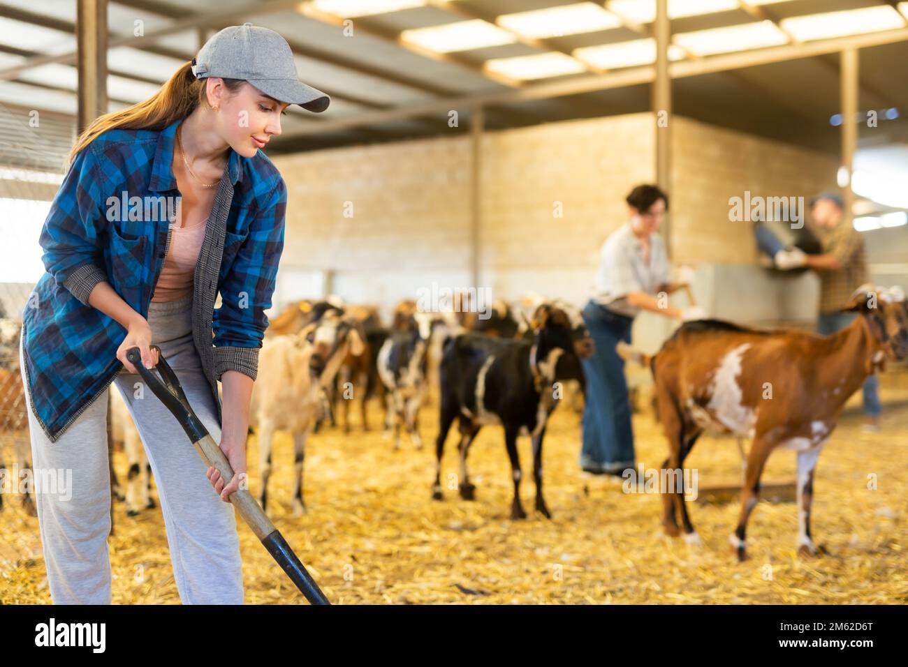 Portrait of active young European female employee working with hay and ...