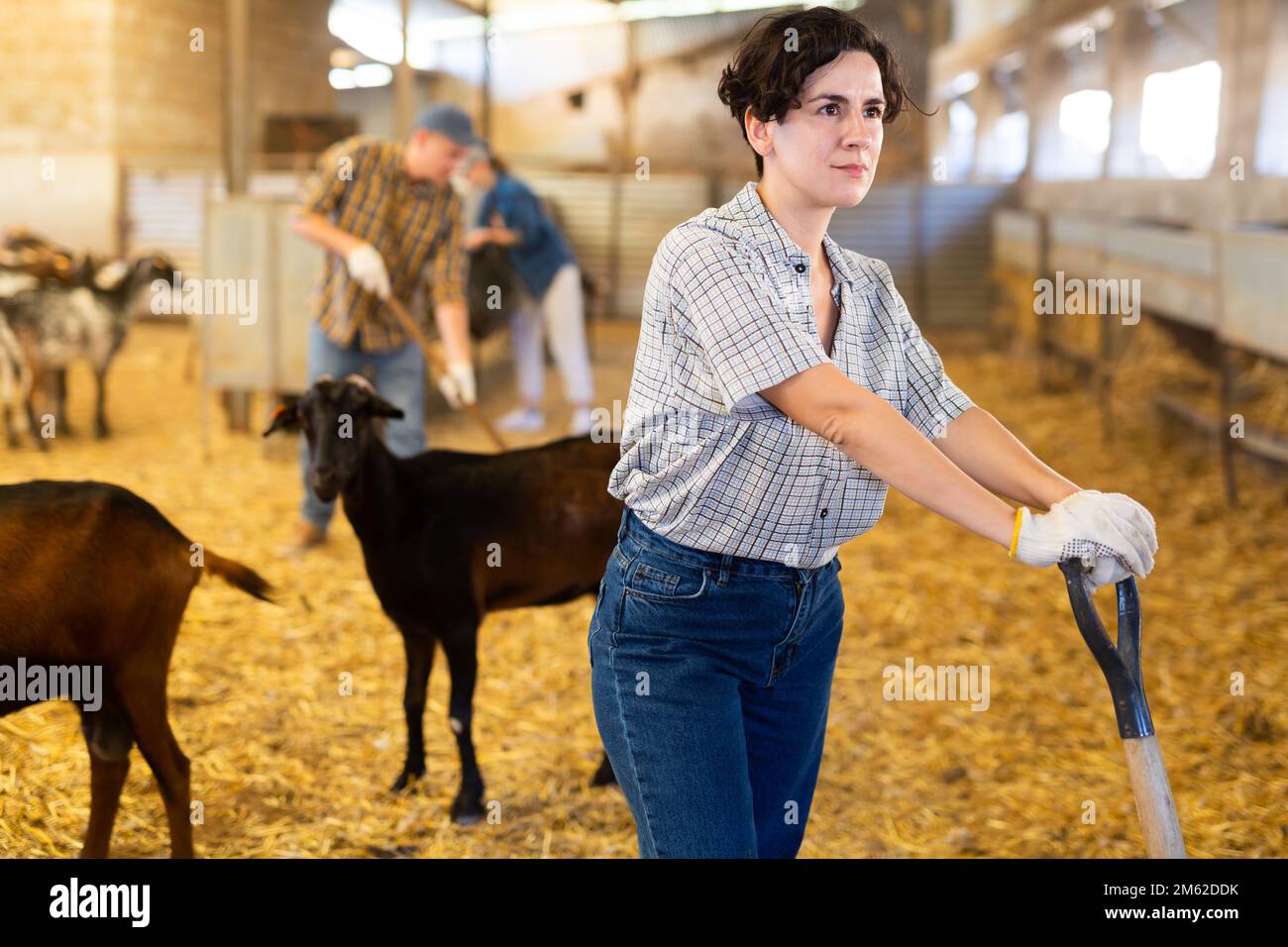 Female farmer picking up hay with pitchfork to feed the goats at family ...