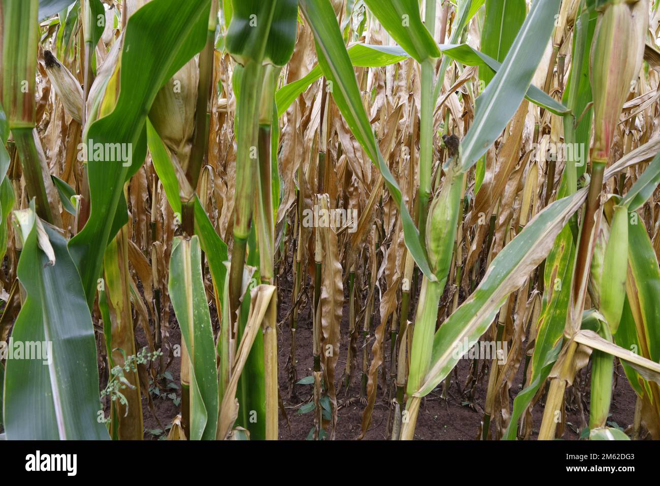 A closeup of sweet corn plants in a mazie field Stock Photo - Alamy