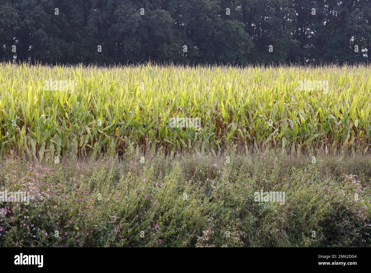A view of a maize field farmland Stock Photo - Alamy