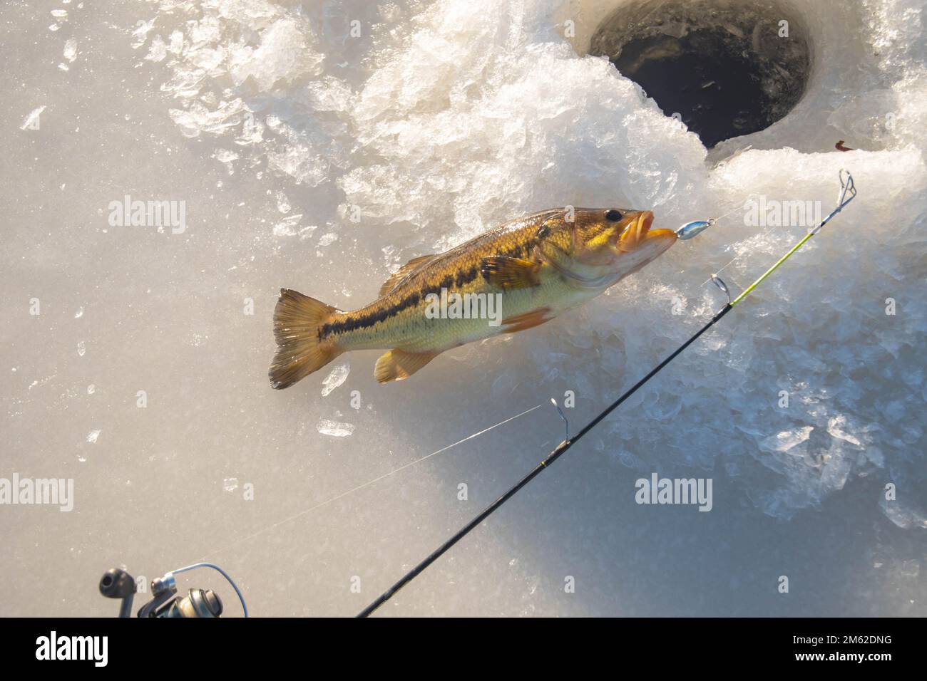 Great ice fishing catch, freshwater bass held by its mouth in ice hole ...
