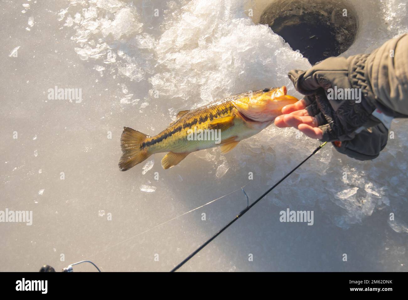 Great ice fishing catch, freshwater bass held by its mouth in ice hole ...