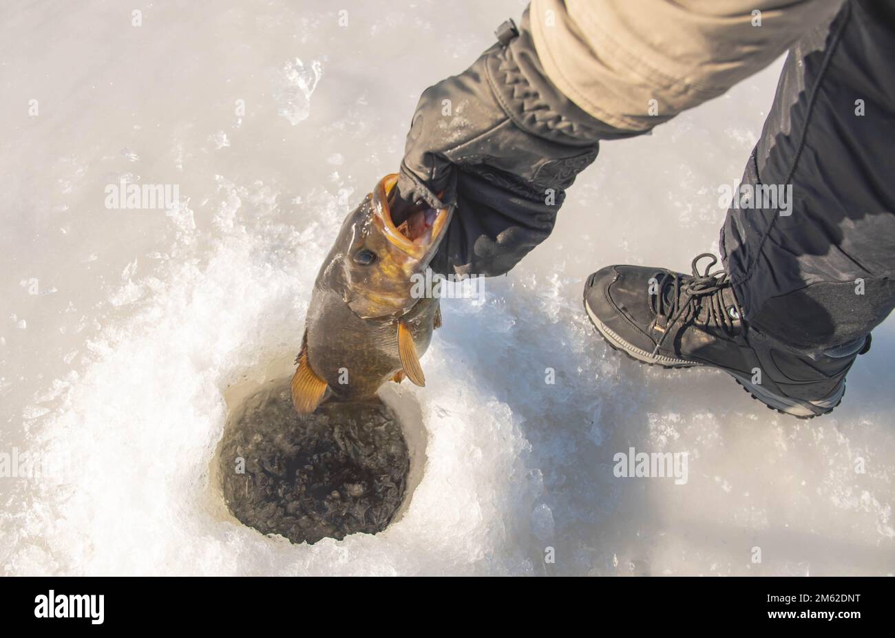 Great ice fishing catch, freshwater bass held by its mouth in ice hole ...