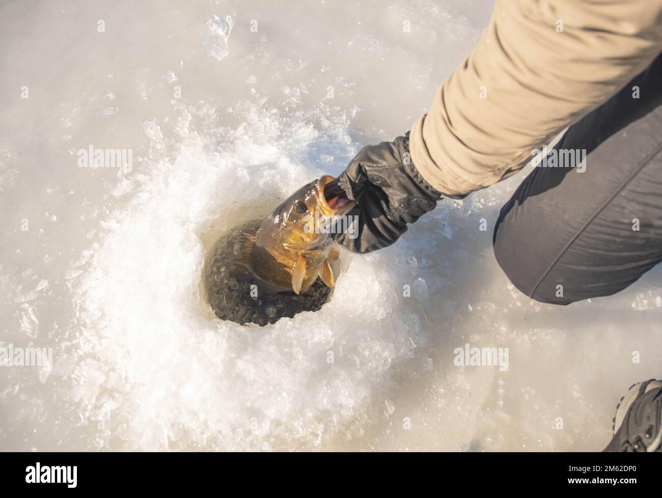 Great ice fishing catch, freshwater bass held by its mouth in ice hole ...